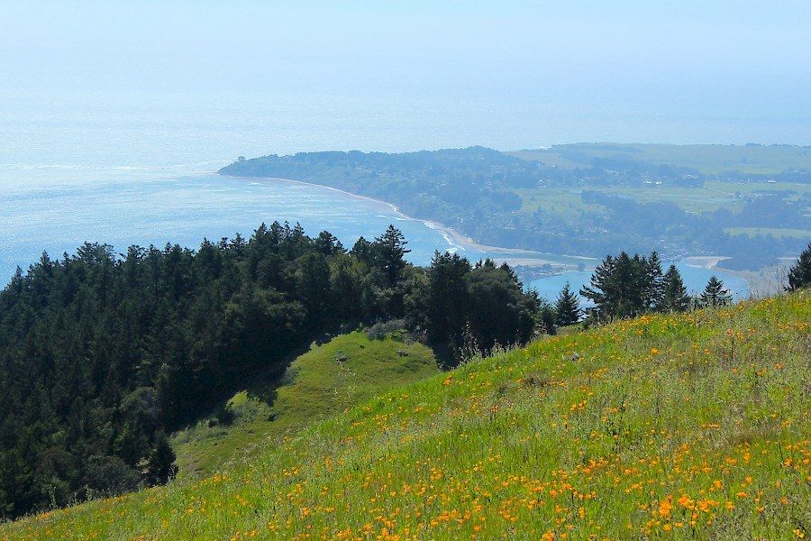Where to See the Spring Super Bloom in the Bay Area - 7x7 Bay Area