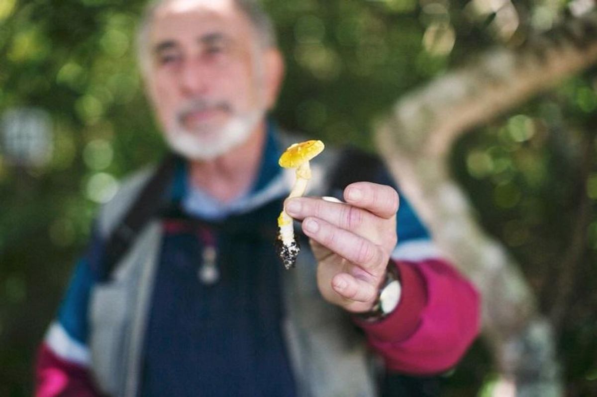 Foraging Classes, Guided Tours, and Forays - 7x7 Bay Area