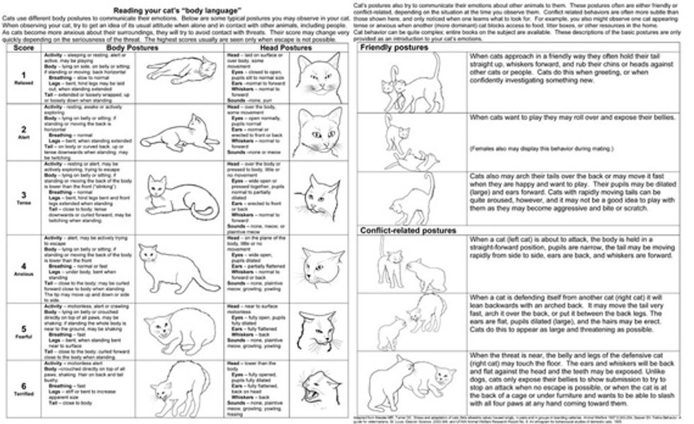 Ask A Vet: Tips on Reading Cat Body Language - 7x7 Bay Area