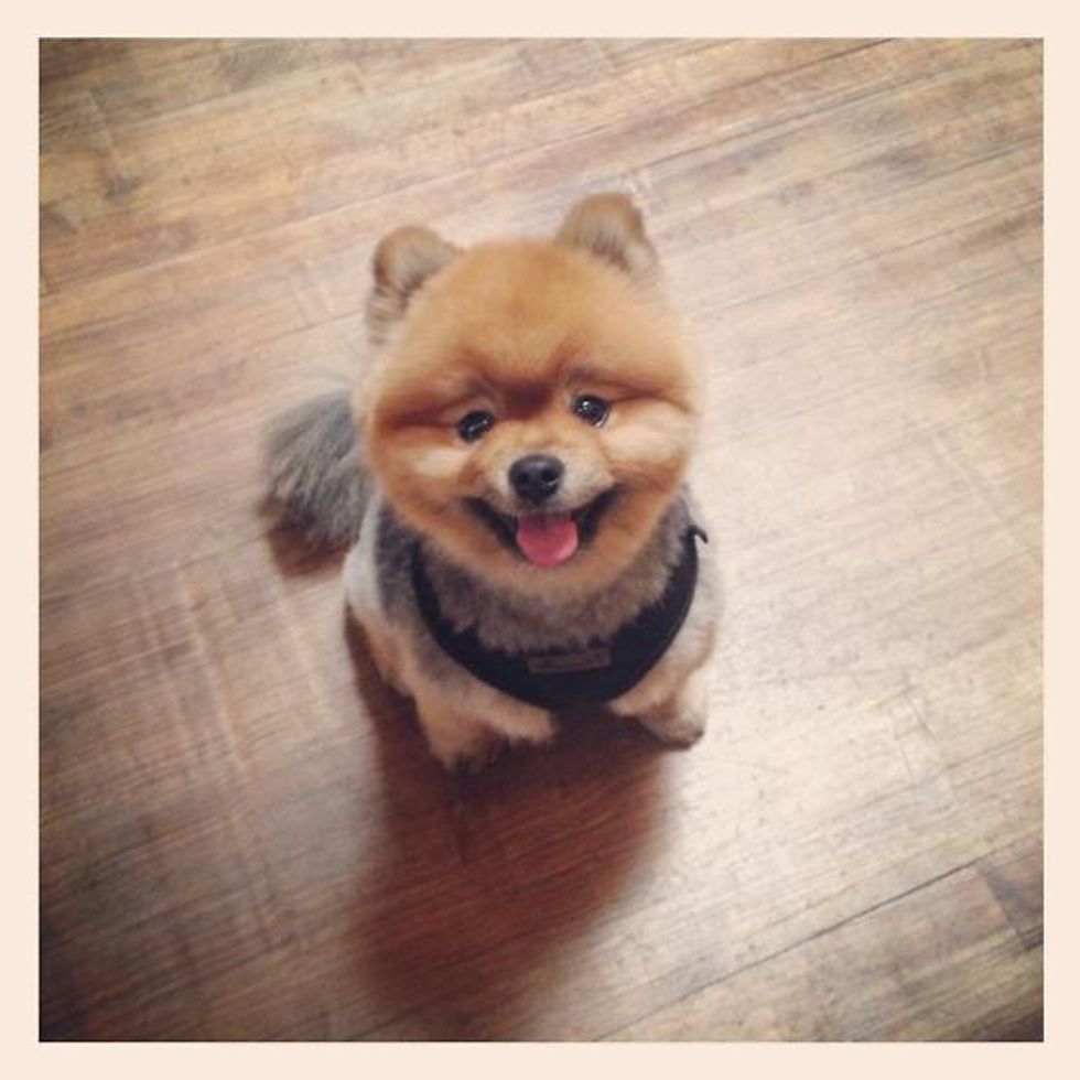 The Top 21 Cutest Dog Poll Finalists...VOTE! - 7x7 Bay Area